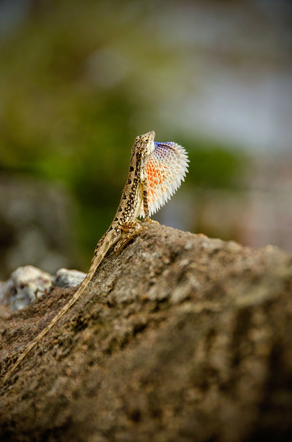 Sumasuta: An encounter with the Fan Throated Lizard!