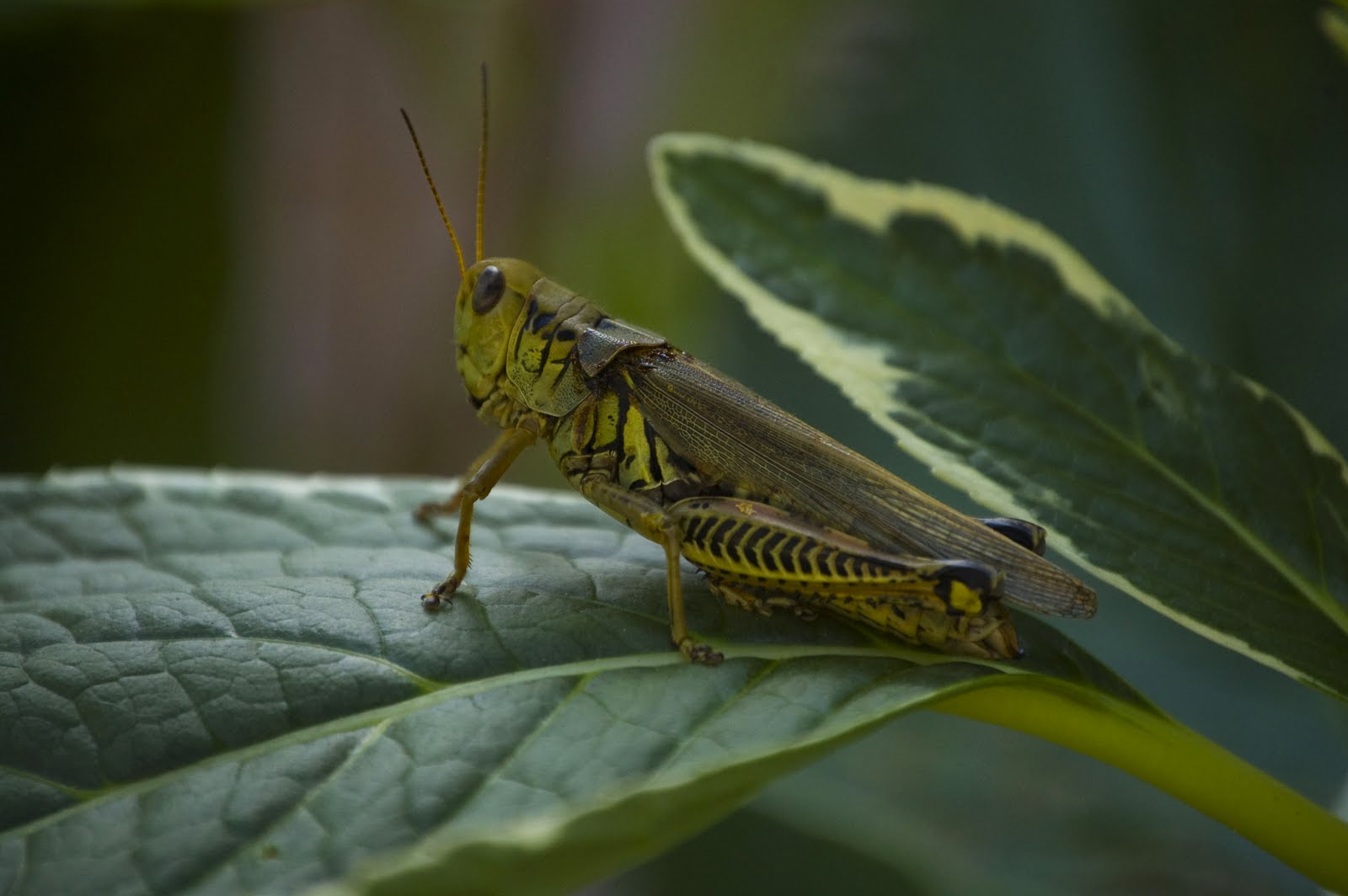 Jessica P: Fall BuGs 'n Ashland