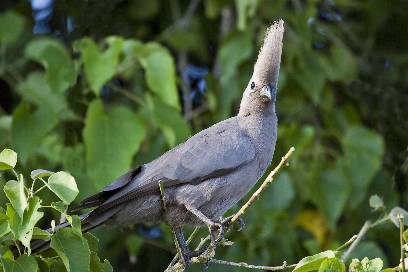 Botswana and Zambia: Grey Lourie