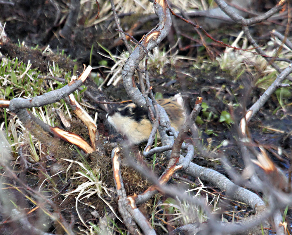 Daniel´s birdblog: Lemming abundance