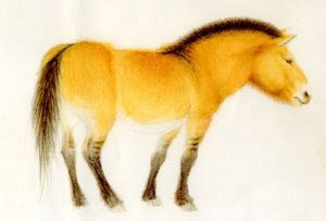 Tarpan (Equus ferus) ~ World Extinct Animals