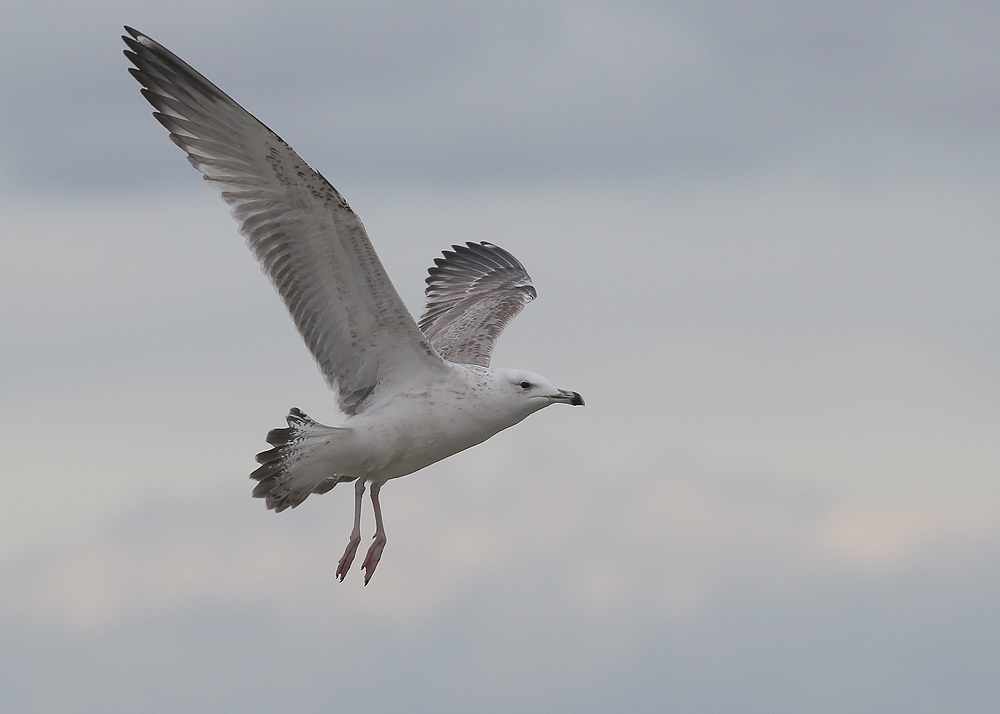 Richard Smith - Birdwatching Days Out: CASPIAN GULLS, sub adult and 2nd ...