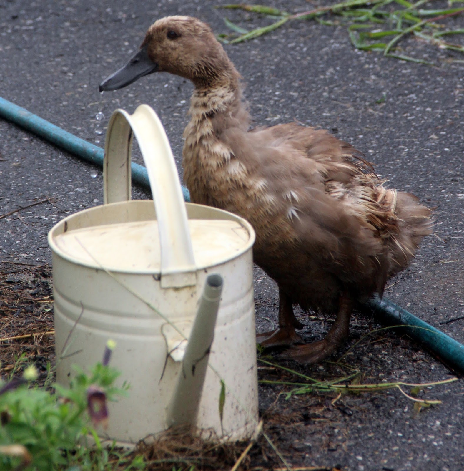 FairWinds...: Canned duck...