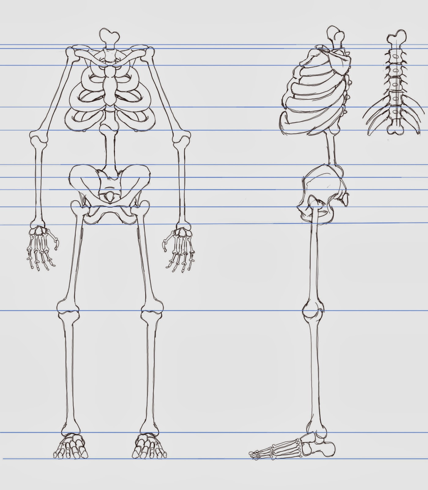 Ram's Horn: Skeleton Base Design