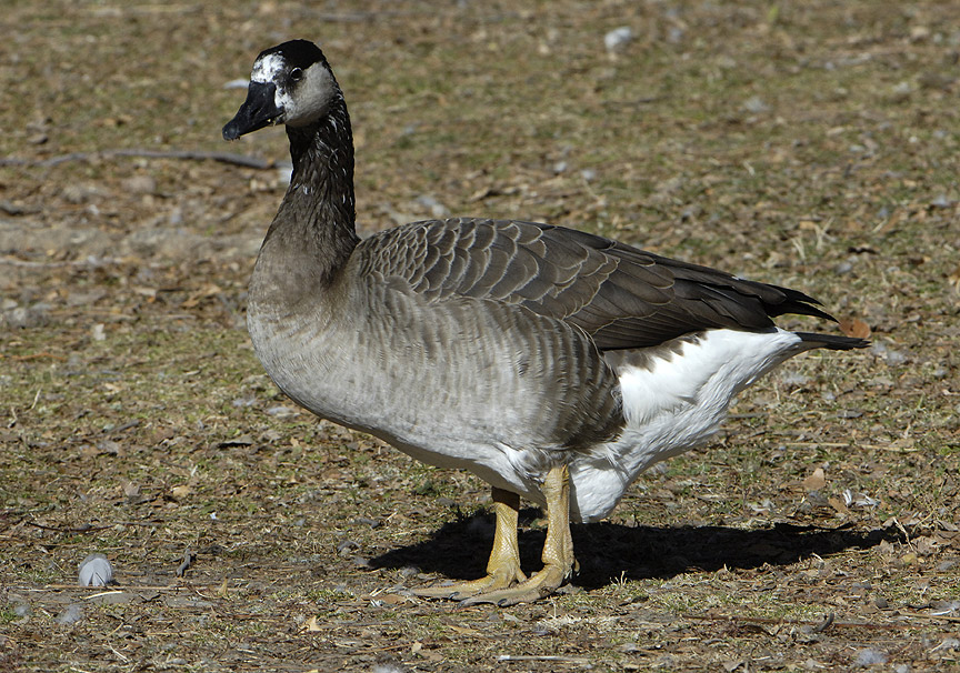 Goose Wildlife Birds | All Wildlife Photographs