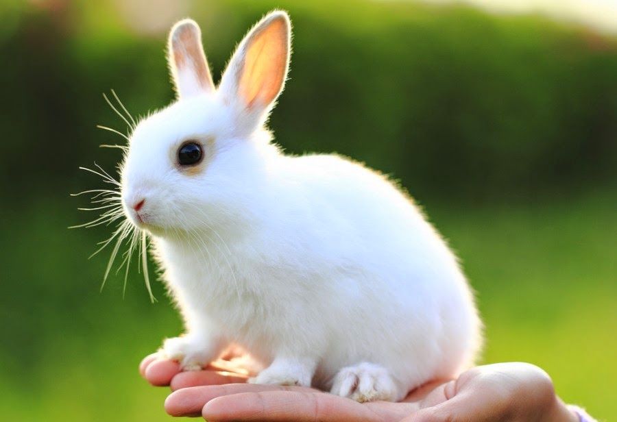 30 of the Cutest Bunny Pictures You Would Love To See Everyday - Best ...