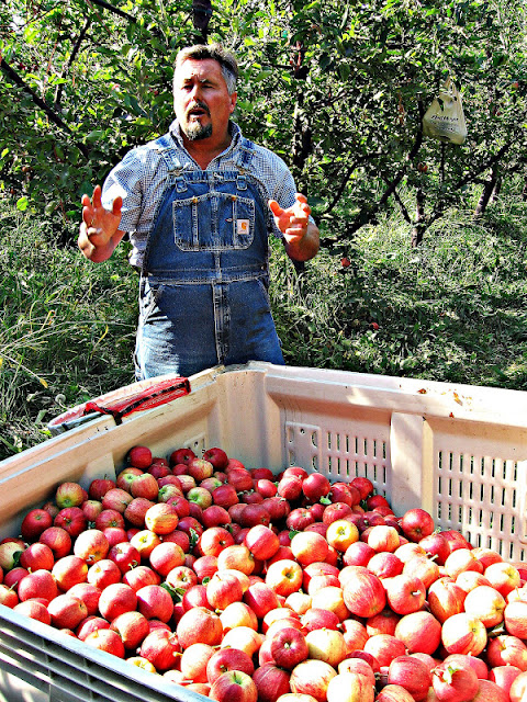 sweetsugarbean: Wonderment: Washington Organic Fruit Tour
