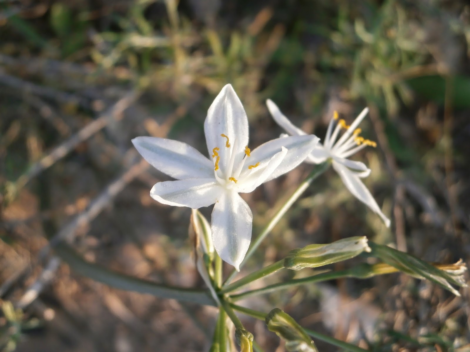 HERBARIO VIRTUAL DE BANYERES DE MARIOLA Y ALICANTE: Lapiedra martinezii ...