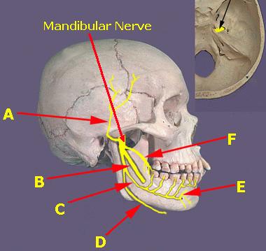 Applied Anatomy Of Mandibular Nerve