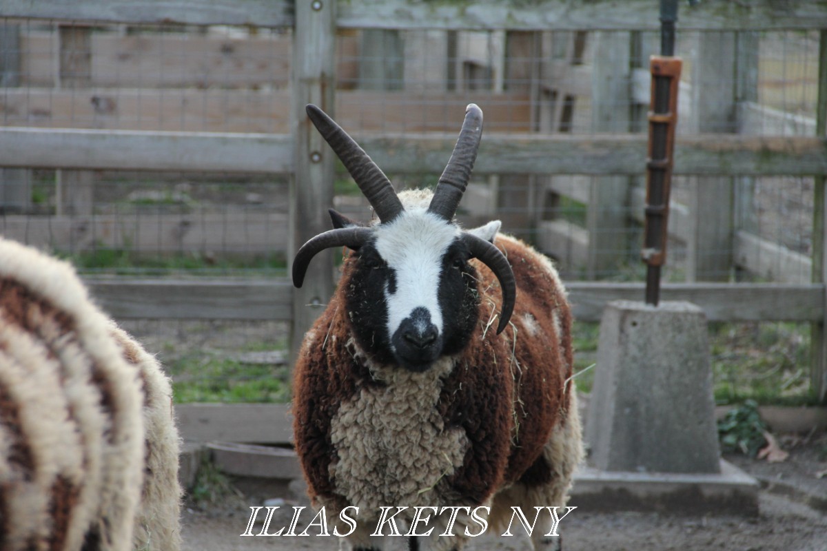 ILIAS KETS NY: *** ΤΕΤΡΑΚΕΡΑΤΑ ΠΡΟΒΑΤΑ