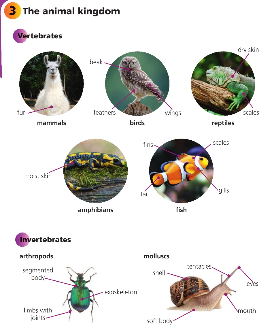 Seneca School - Year 1-2 - Science / English: The Animal Kingdom