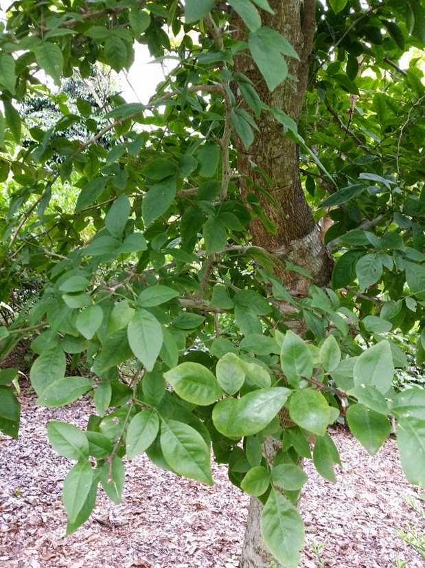 LI NA HERBS: BAEL TREE