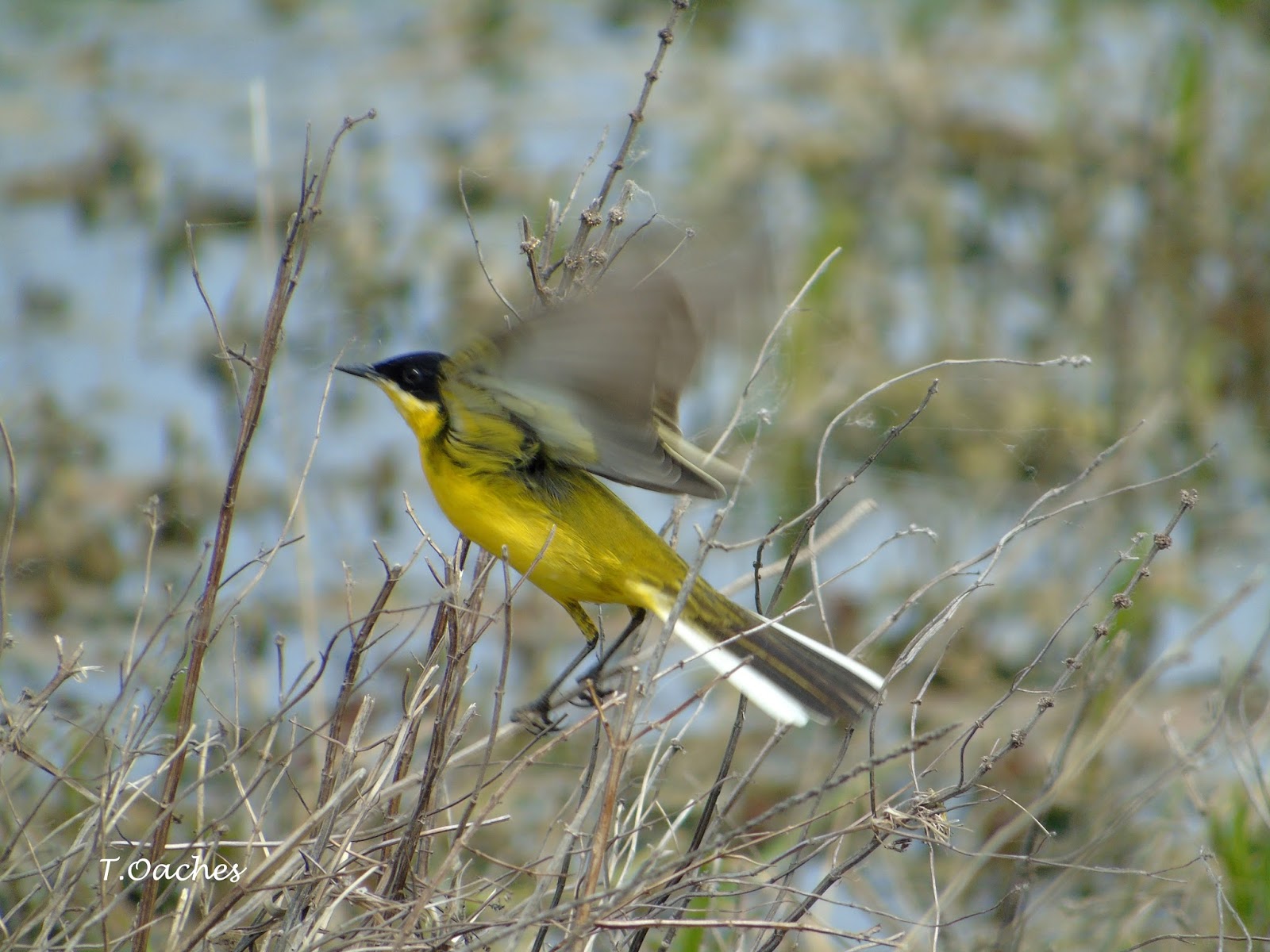 PASARI DIN ROMANIA: CODOBATURA GALBENA CU CAP NEGRU, Motacilla (flava ...