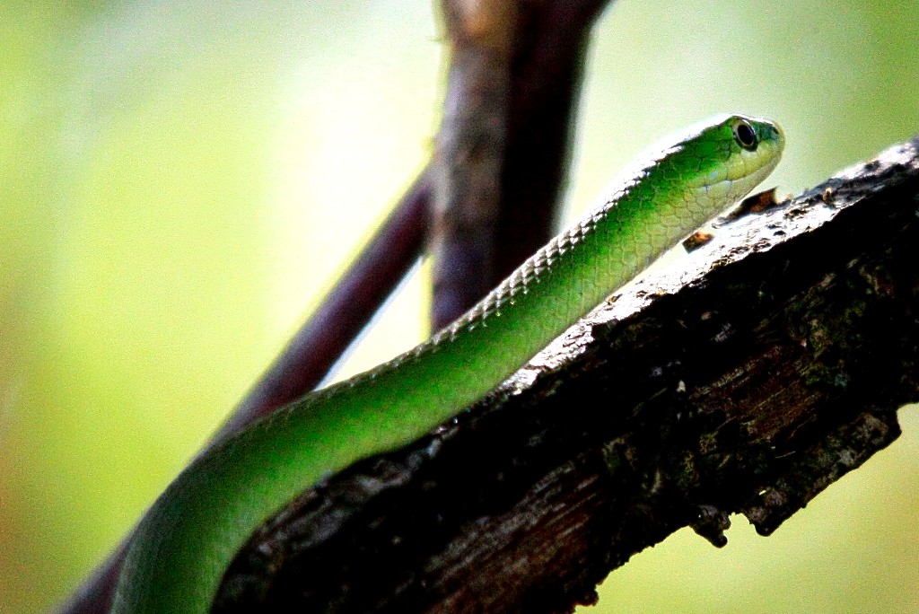 Gary's Outdoor Wanderings2: THE LITTLE GREEN SNAKE