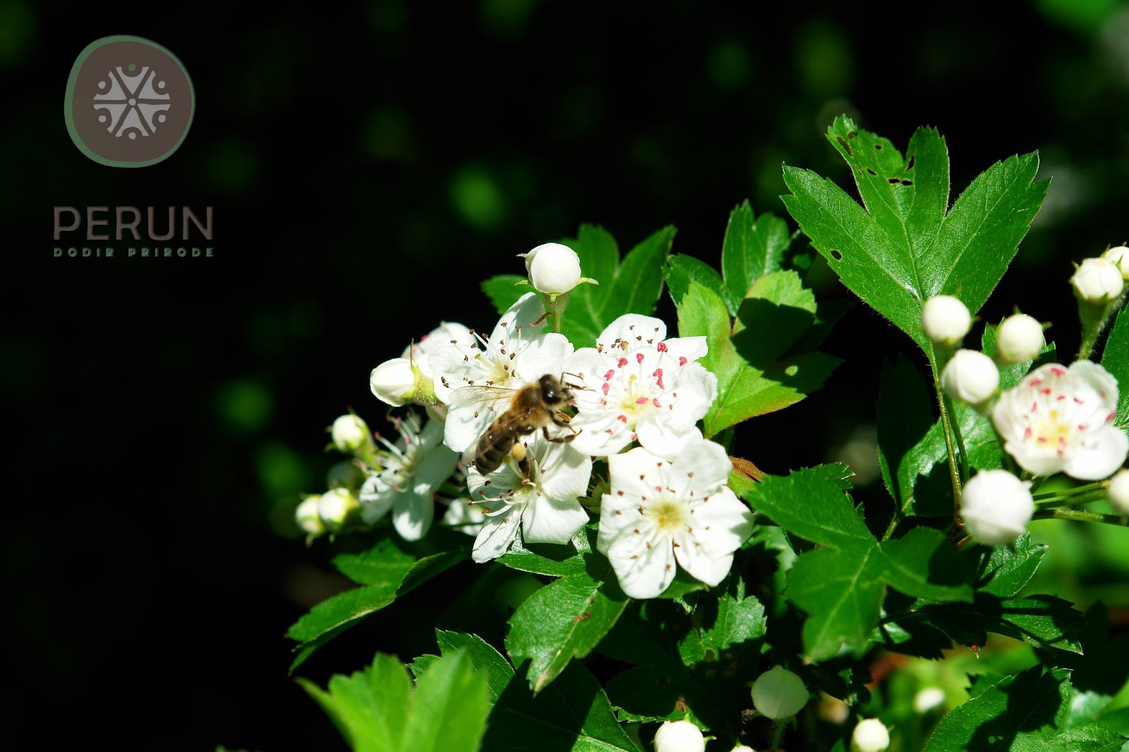 Dodir prirode: Energija prirode: Glog!