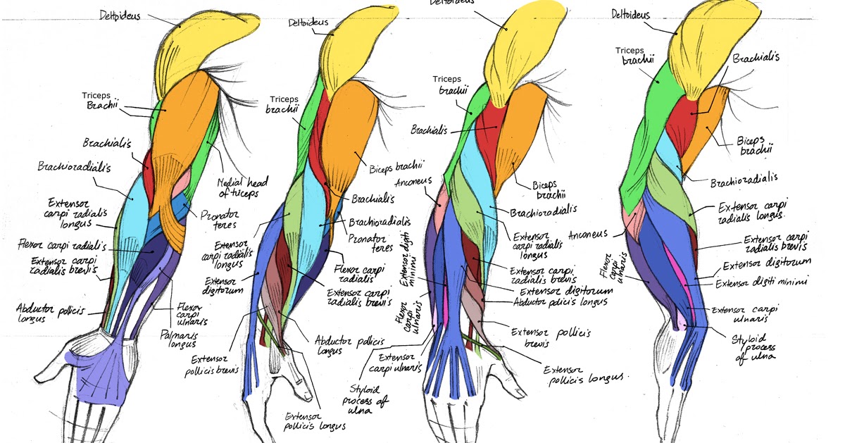 TuesdayArtGroup: Nice, Neat. Color Coded Arm Anatomy