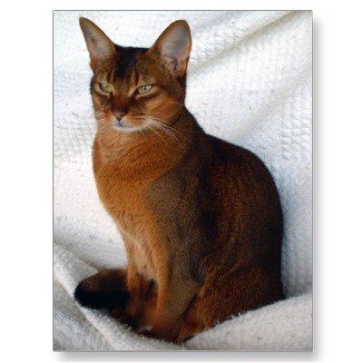 Encyclopedia of Cats Breed: Ruddy Abyssinian Cat | Tawny or Usual