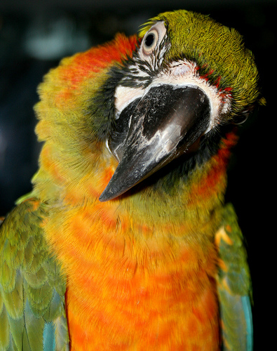 Buffwing Macaw
