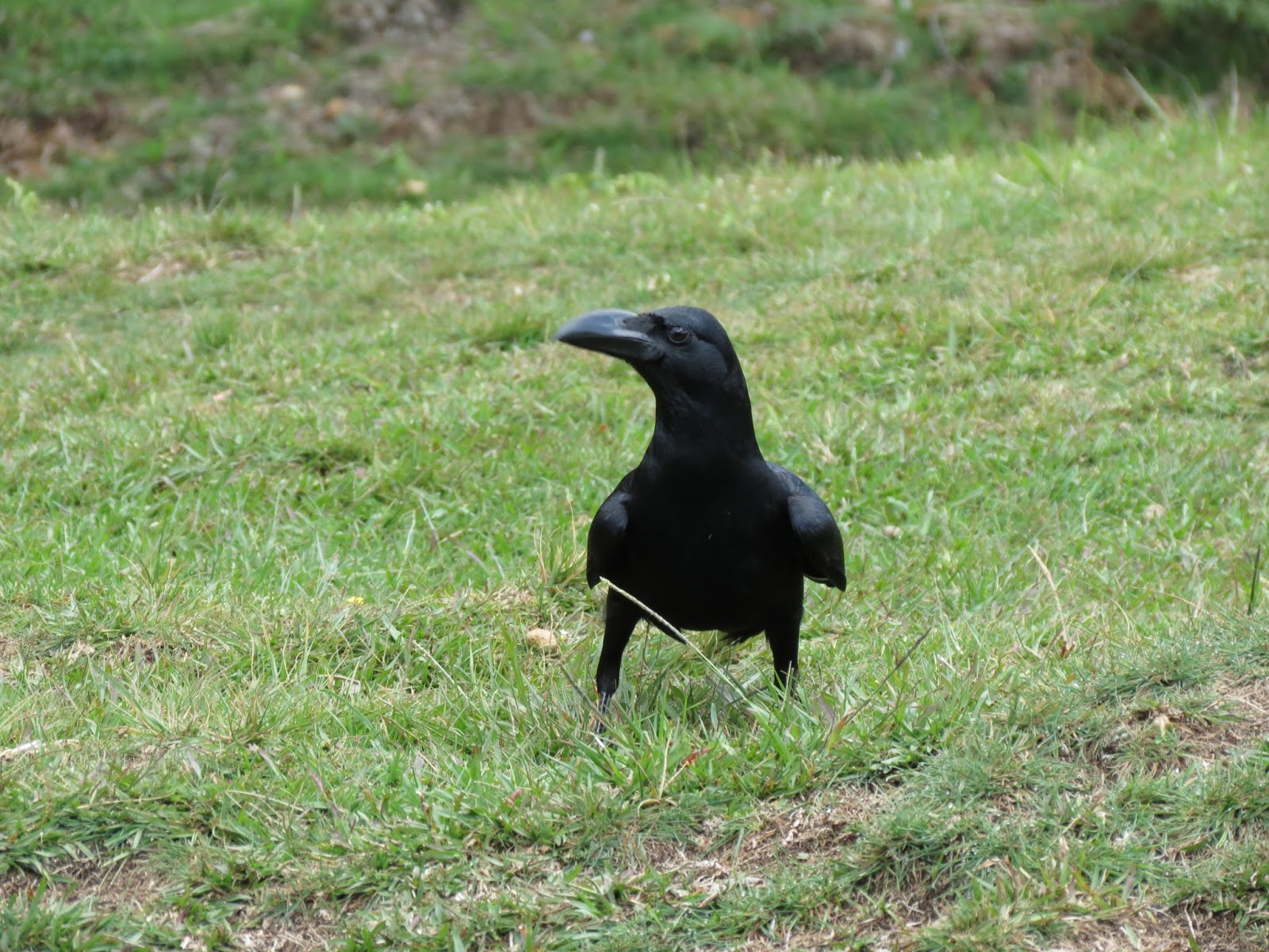 YOUNG BIRDER'S NOTES: CORVIDS OF SRI LANKA