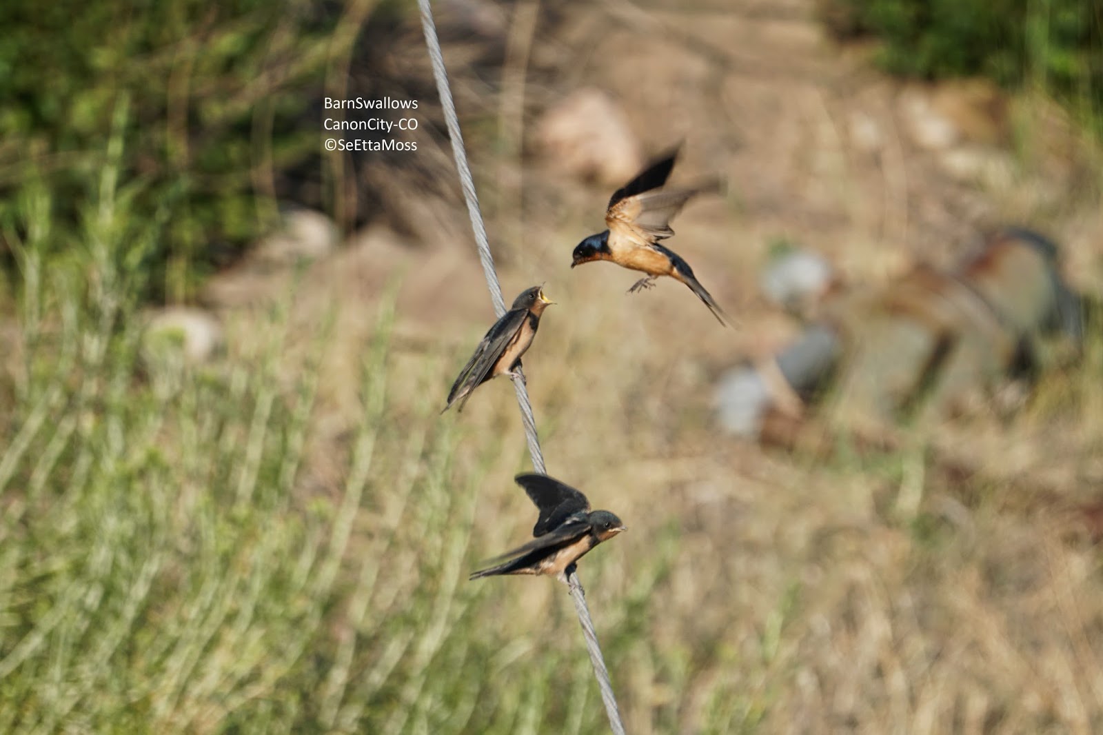 Open wide: Barn Swallow fledgling being fed