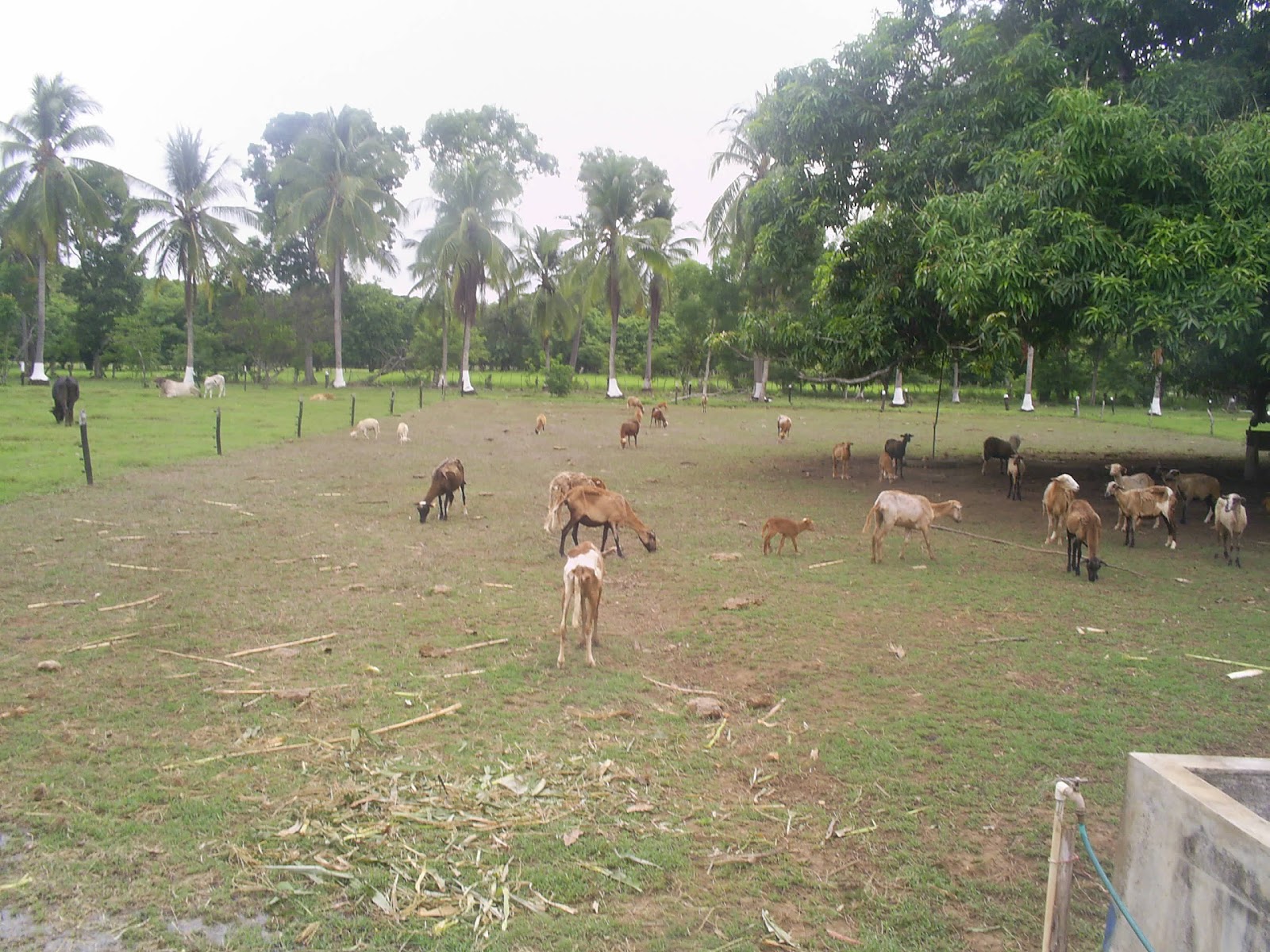 Haciendas Agroturisticas Pamel y Canajagua. : Agroturismo en La ...