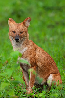 Dhole | Info and Photos | The Wildlife