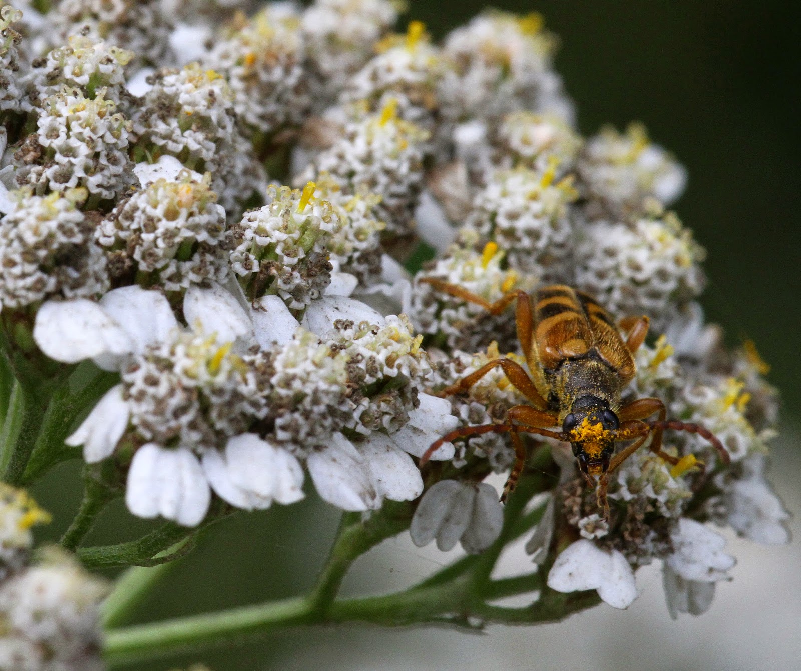 NWflora: Common Yarrow, Achillea millefolium