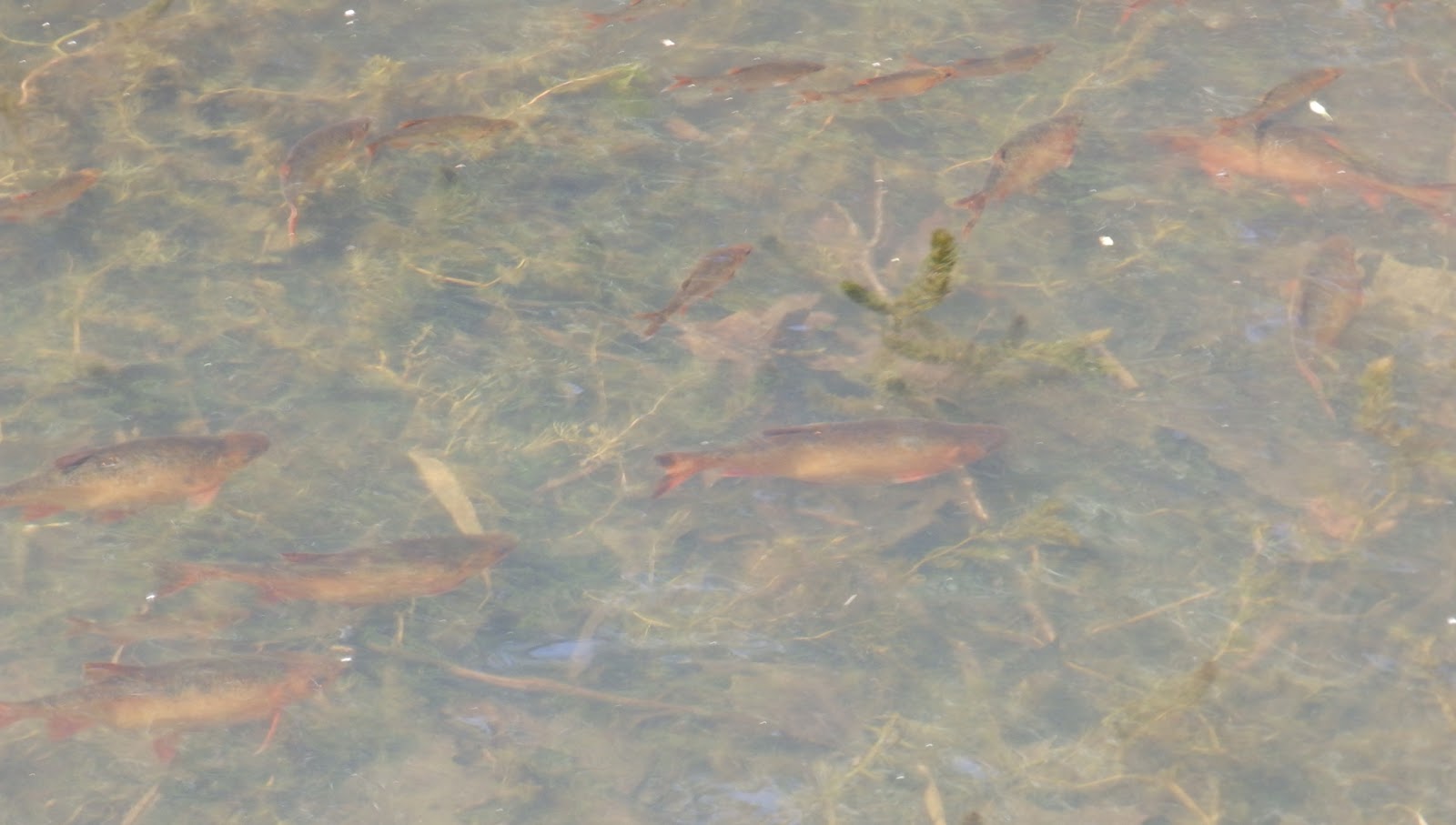 BRITISH WILDLIFE: GOLDEN RUDD IN A SECRET PLACE