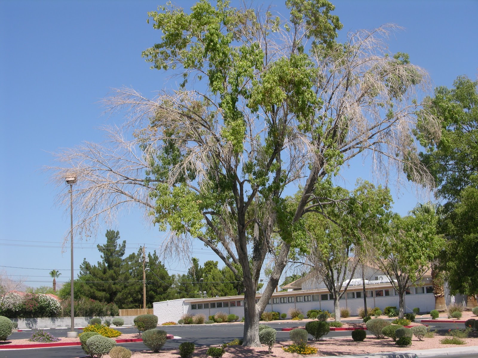 Very Small Trees For Landscaping | How To Grade Landscape