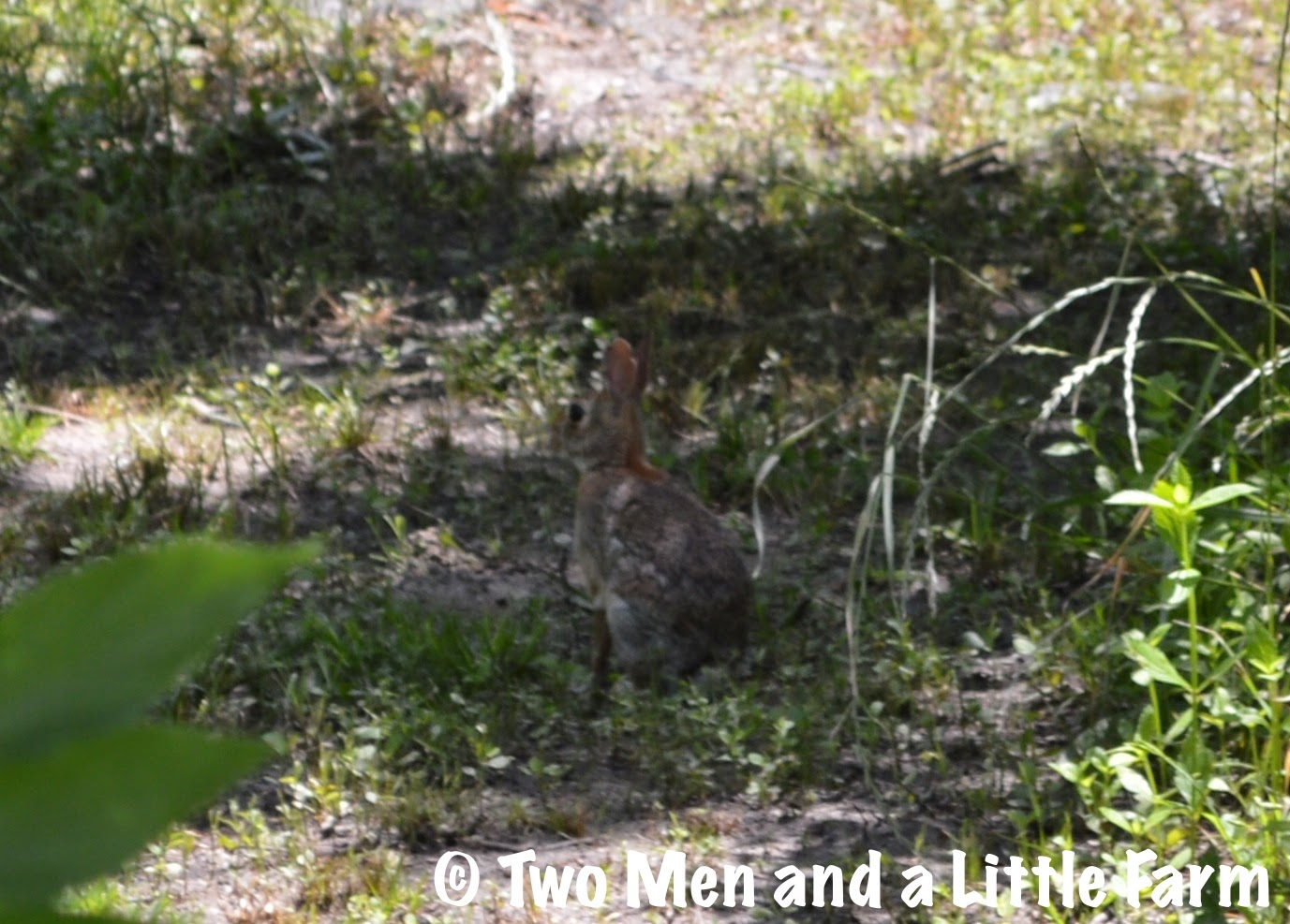 Two Men and a Little Farm: CAMOUFLAGE BUNNY