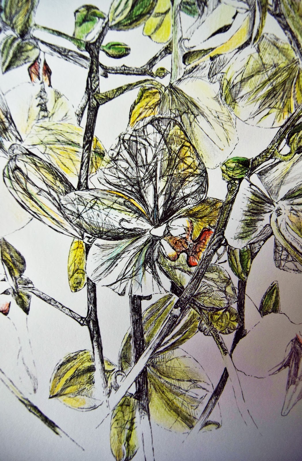 Jane Sproston Art : Two pen and coloured pencil flower drawings