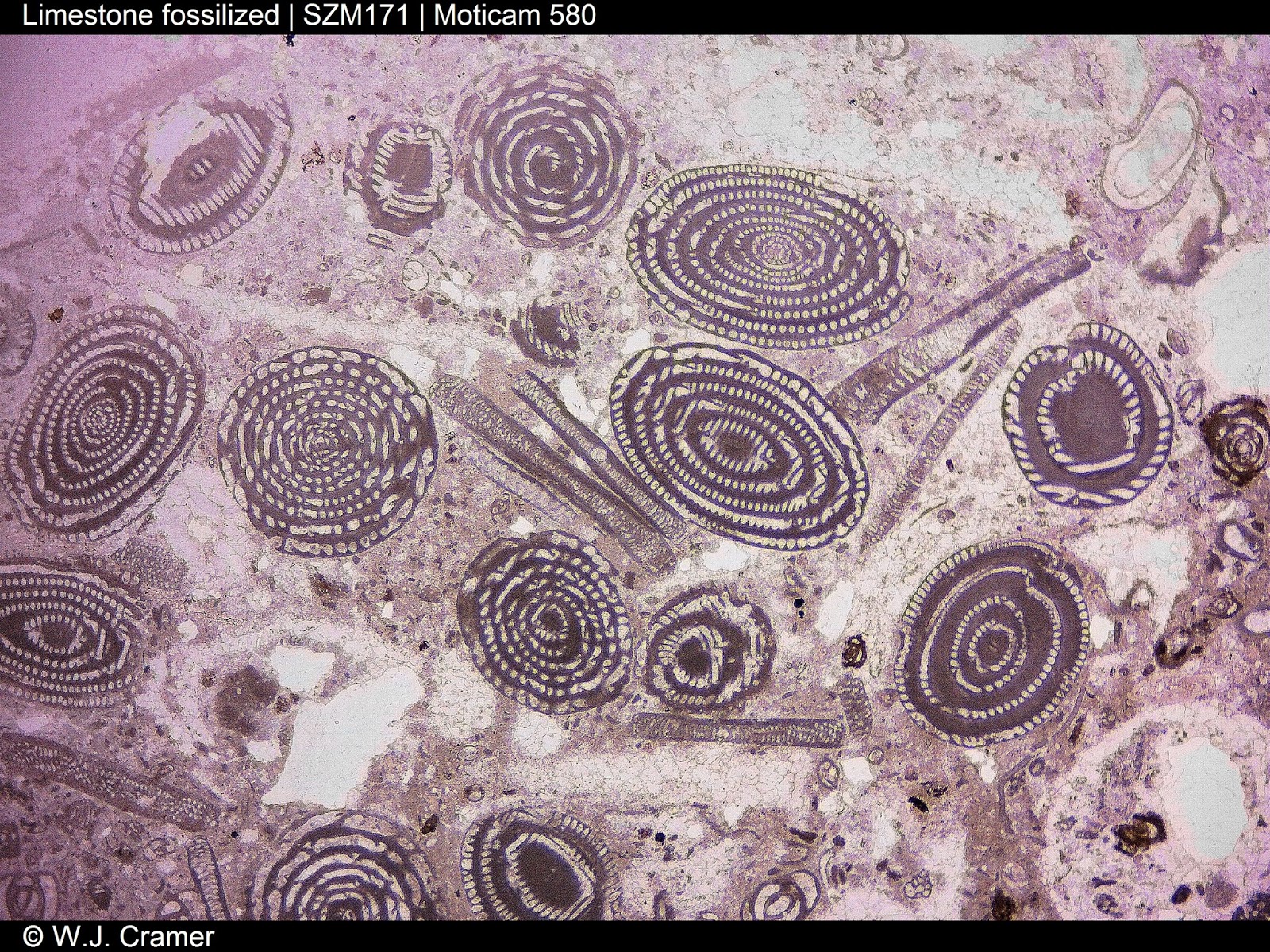 Motic Europe | Blog: There is history in limestone