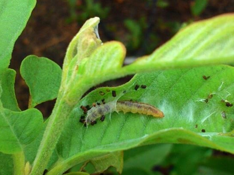 Dunia Pertanian: Pengendalian Hama Terpadu (PHT) pada Tanaman Jambu ...