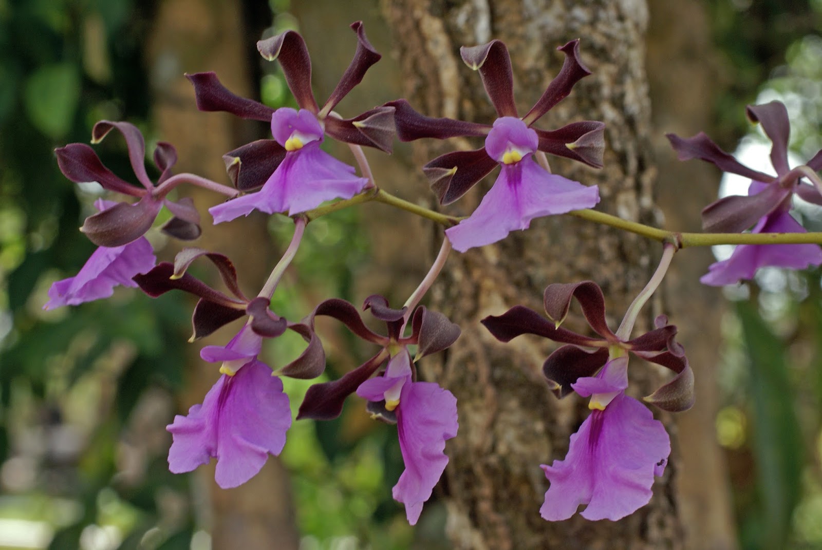 Encyclia cordigera care and culture | Travaldo's blog