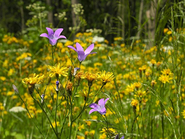 Block Notes: L’evoluzione degli ecosistemi