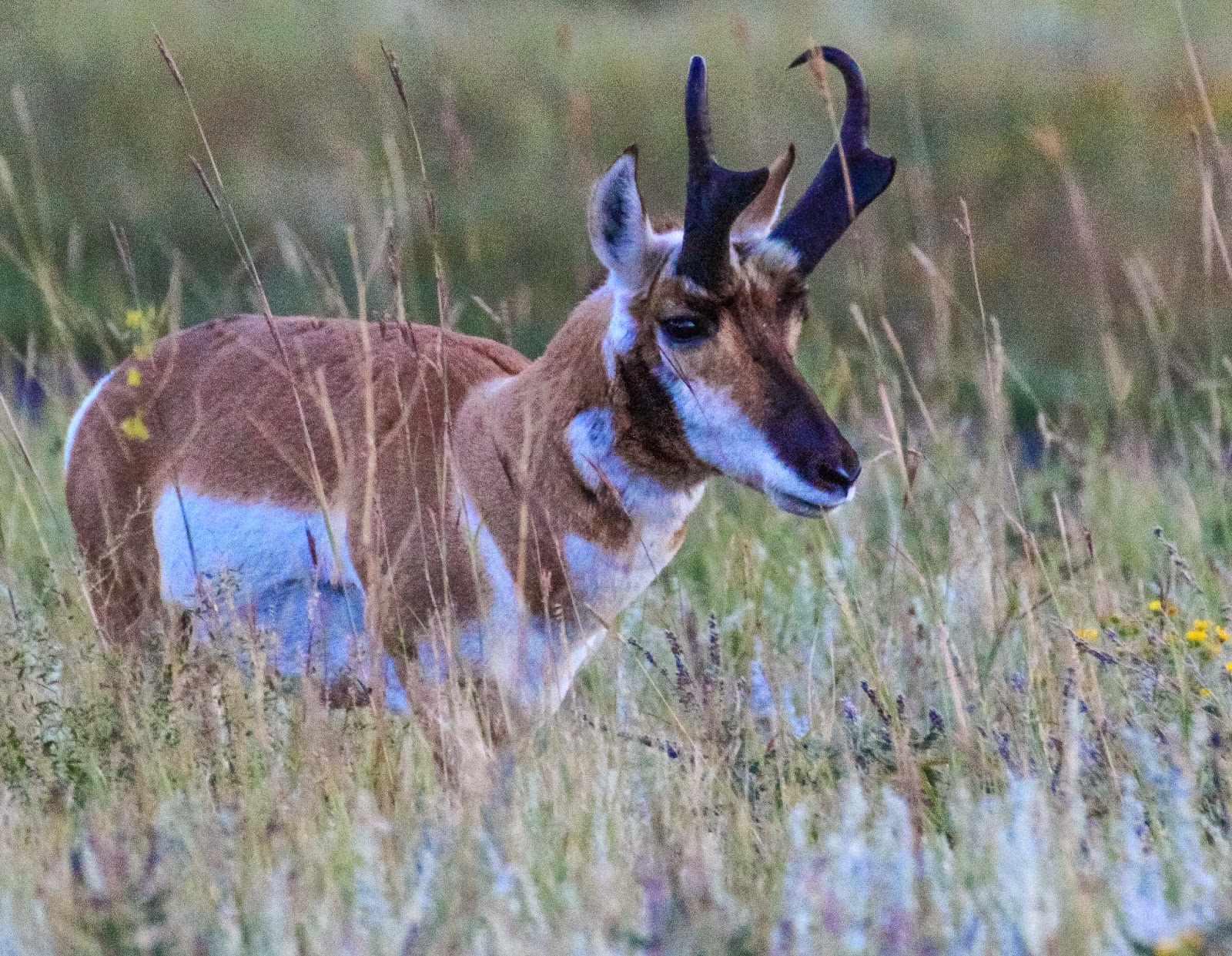 Cannundrums: American Pronghorn - South Dakota