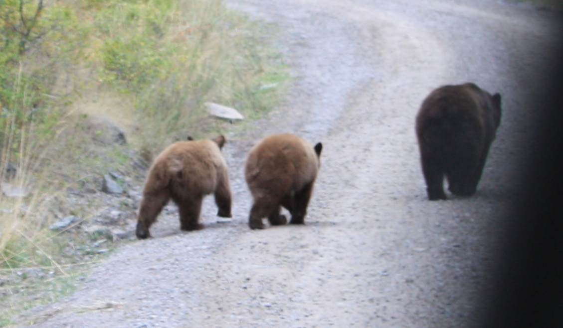 Gail's Place: Bison,sheep and bears, OH MY