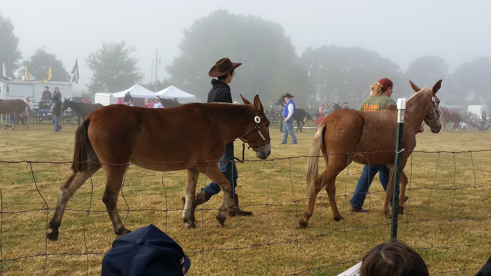 'New to Me': 27th annual Mule Jumping event at Pea Ridge, Arkansas.