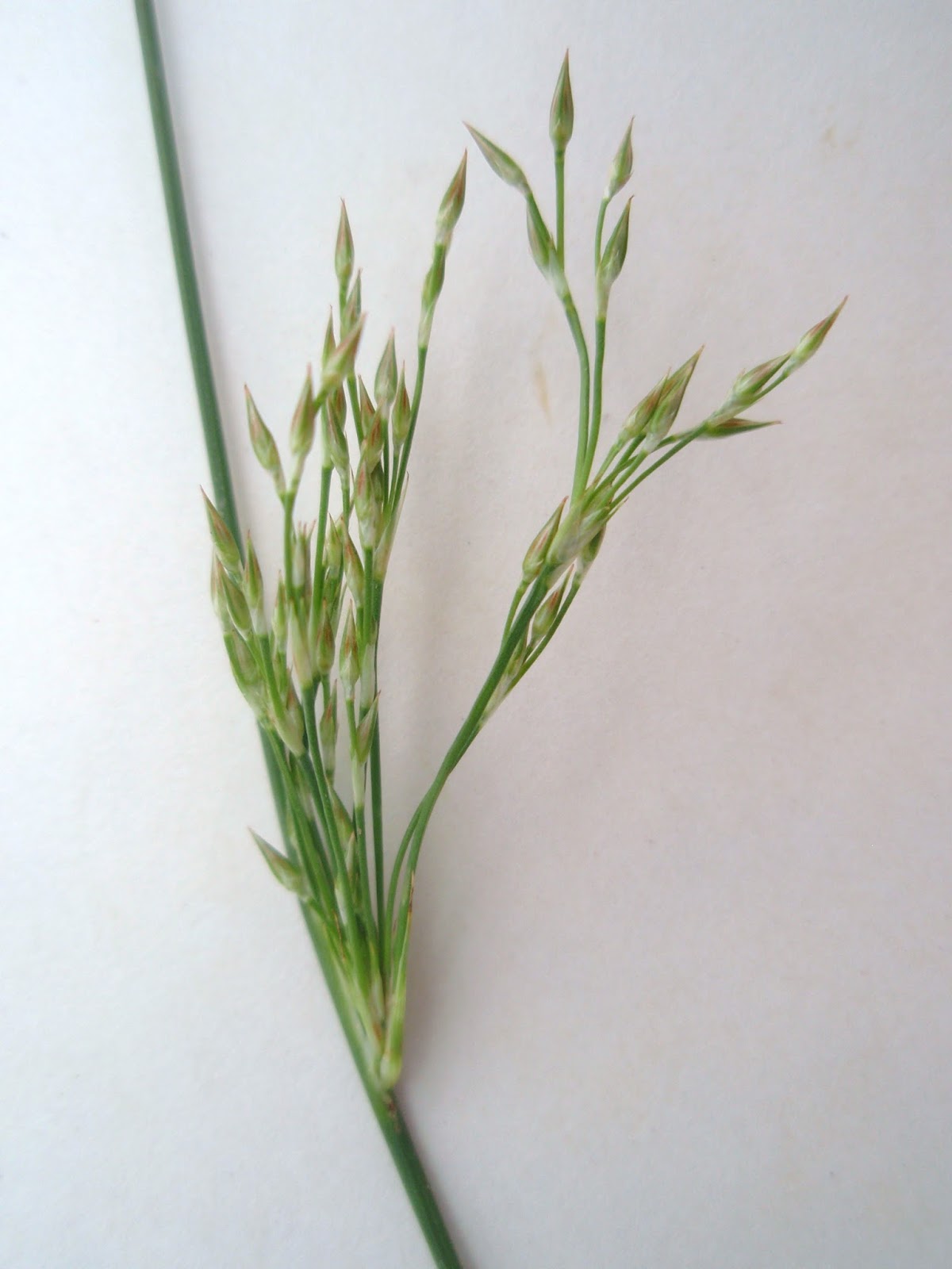 HERBARIO VIRTUAL DE BANYERES DE MARIOLA Y ALICANTE: Juncus inflexus ...