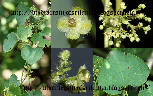 Biodiversity of Sri Lanka: දියමිත්ත[Diyamitta]/Velvet leaf(Cissampelos ...