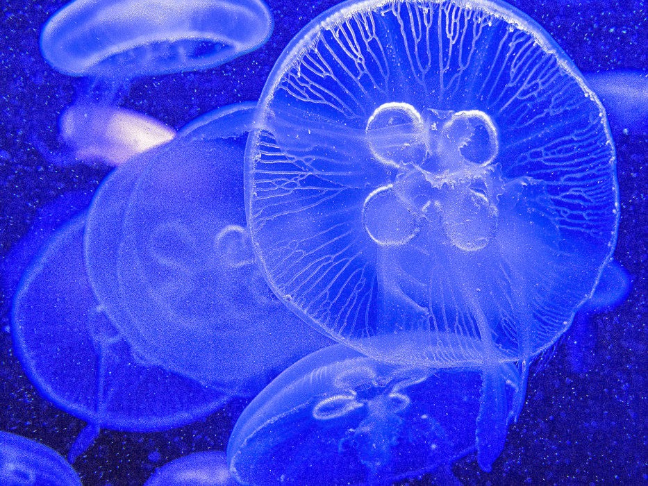 Medusas da espécie Aurelia aurita, fotografadas no Zoo Basel, na Suíça