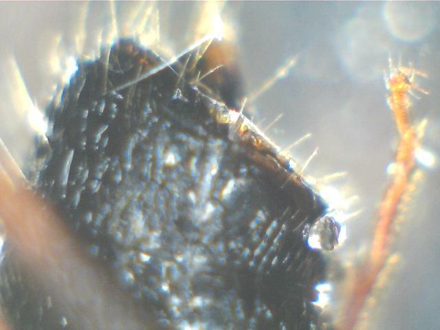 O MUNDO DOS INSETOS: FORMIGA VISTA NO MICROSCOPIO