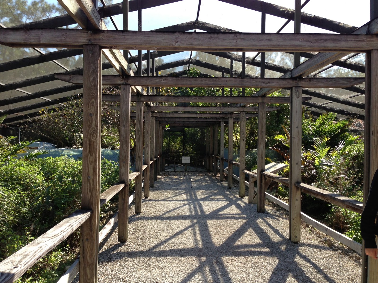 Florida Gulf Coast University Colloquium : Entry 2: Corkscrew Swamp ...