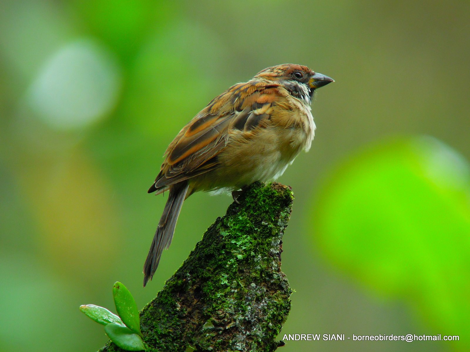 Borneo Avifauna: Eurasian Tree-Sparrow