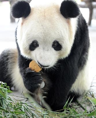 A Beautiful Panda | Photos Mart