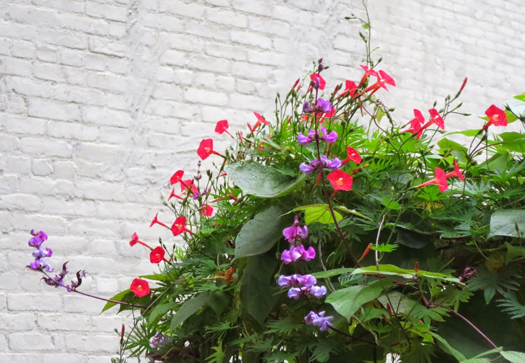 Ipomoea Cardinal Climber / Ipomoea Multifida