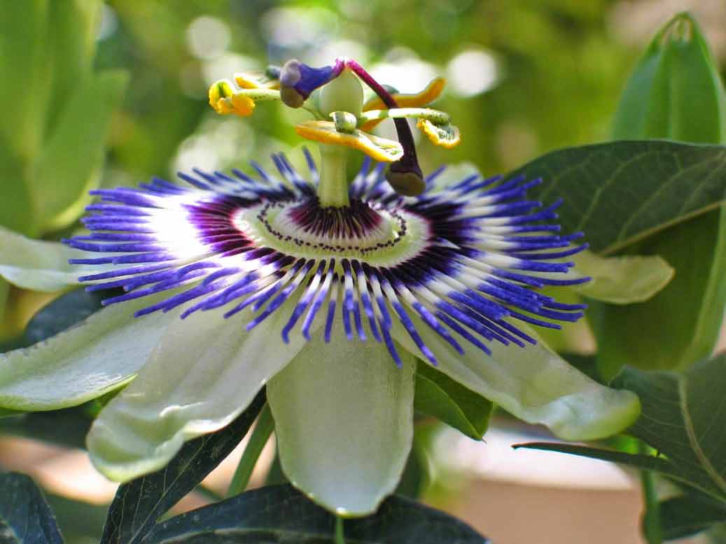 Passiflora Plantas e Jardins