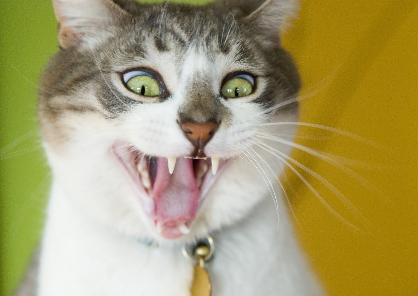 GatoMania: 9. Mais gatinhos sapecas...