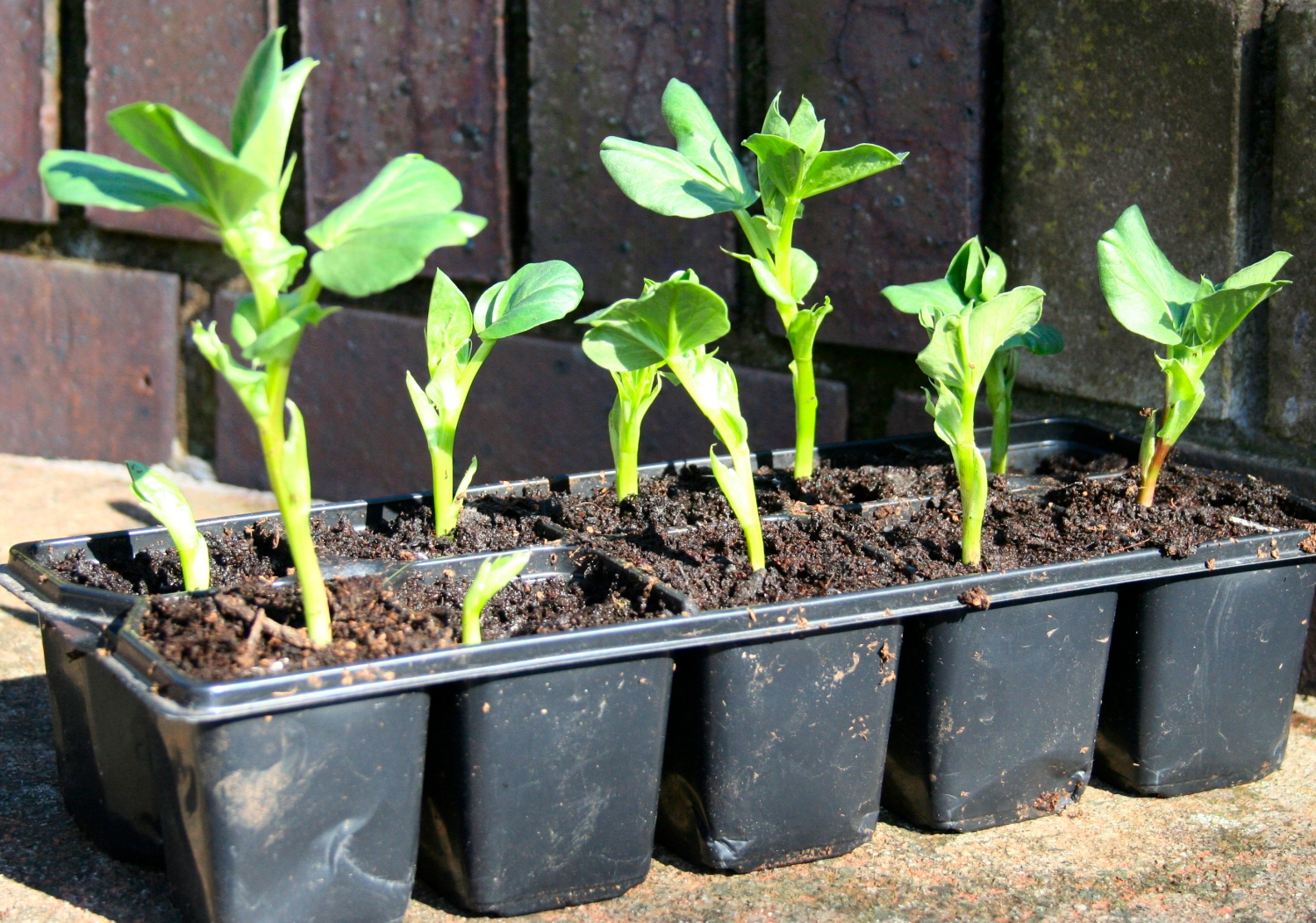 Scottish Artist and his Garden: March 2011