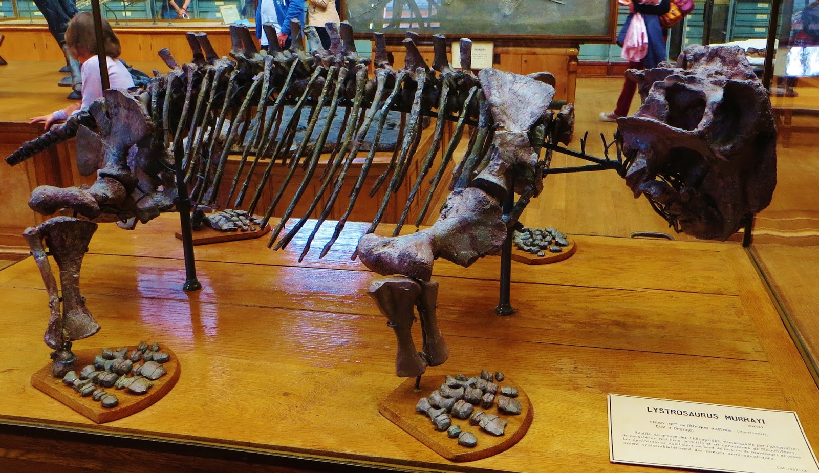 Sciency Thoughts: Lystrosaurus murrayi & Lystrosaurus declivis: One ...